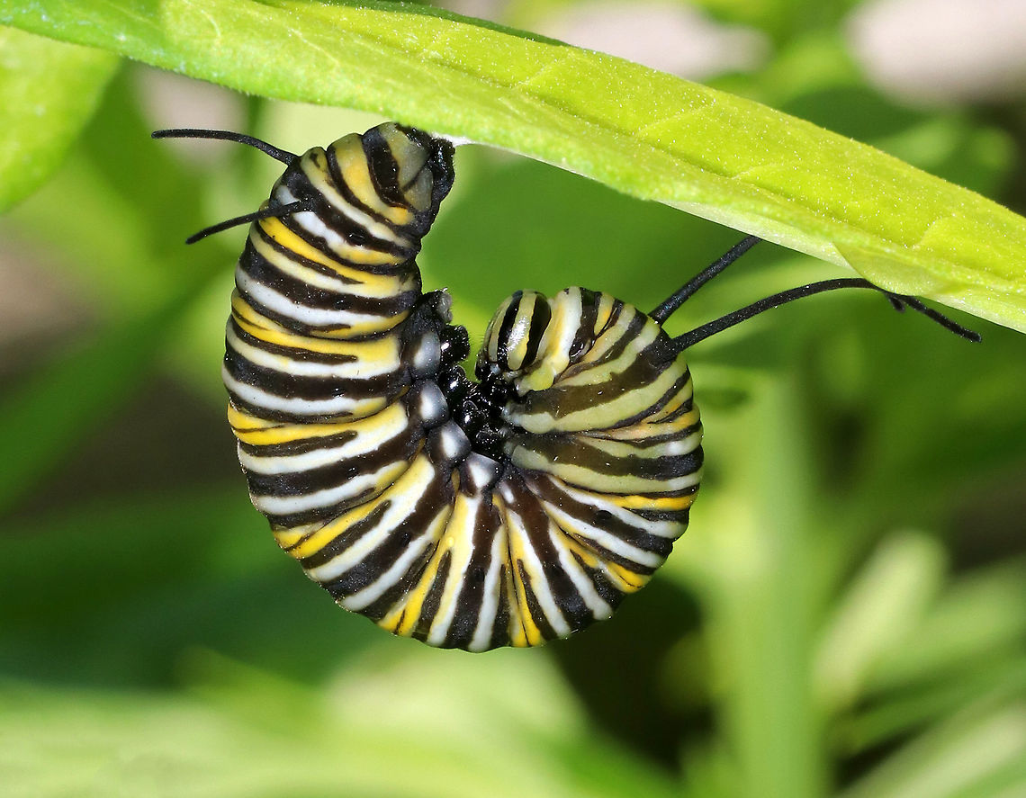Education – The Butterfly Lady of Fire Island